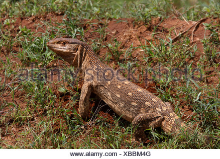 Savannah Monitor (Varanus exanthematicus) adult, close-up of head Stock ...