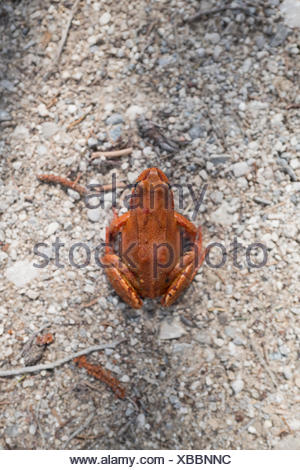 Small orange frog from above with toe pads on its long thin digits ...
