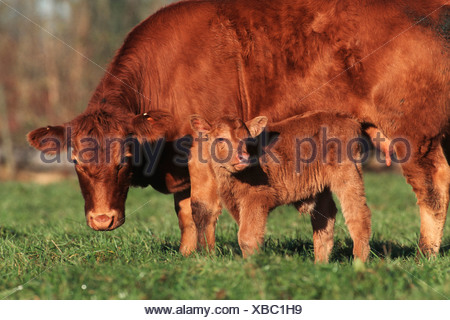 German Angus Cattle (Bos taurus), young red bull on a pasture Stock ...