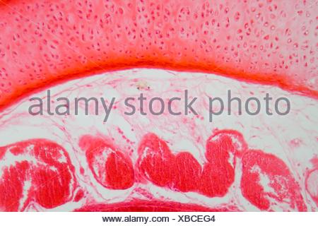 Cells of trachea tissue under the microscope Stock Photo: 93549324 - Alamy
