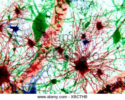 Brain cells Illustration of three types of brain cells: astrocytes ...