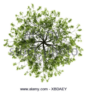 top view of willow tree isolated on white Stock Photo: 57088136 - Alamy