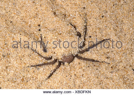 Sand Spider, Sicarius terrosus, Sequence 1 of burying in sand, also ...