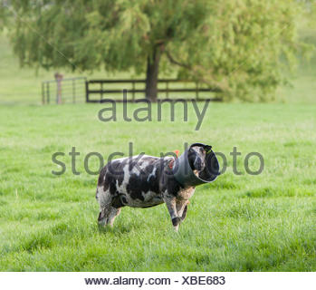 a female white suffolk sheep standing in a field Stock Photo: 72503604 ...