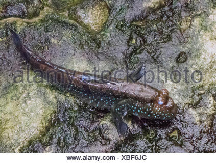 Dwarf Indian Mudskipper (Periophthalmus novemradiatus ), on a stone ...