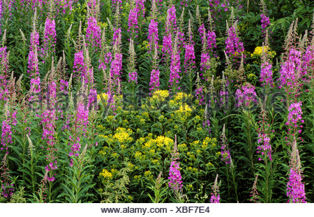 Fireweed (Epilobium angustifolium) and Ragwort (Senecio fuchsil) in a ...