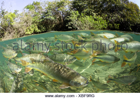 Piraputanga fish (Brycon hilarii) split level in the main spring at Stock Photo: 78774877 - Alamy