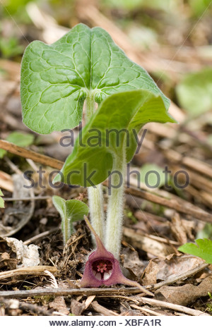 Canada Wild Ginger Stock Photo: 136120984 - Alamy