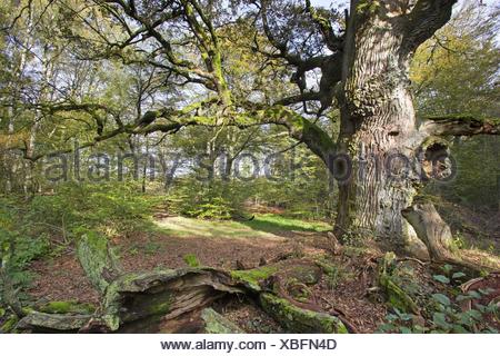 Quercus robur, German oak, wood Stock Photo: 97054052 - Alamy