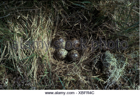 Calidris alpina / Dunlin , ( nest with eggs Stock Photo: 25161411 - Alamy