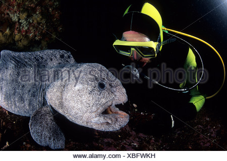 SCUBA DIVER WITH WOLF EEL, VANCOUVER ISLAND BRITISH COLUMBIA CANADA ...