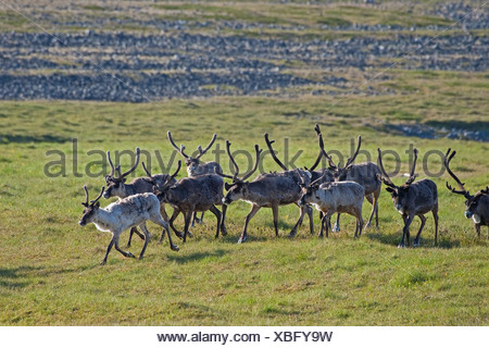 European reindeer, European caribou (Rangifer tarandus tarandus Stock ...