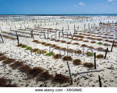 eucheuma seaweed algae Stock Photo: 212185115 - Alamy