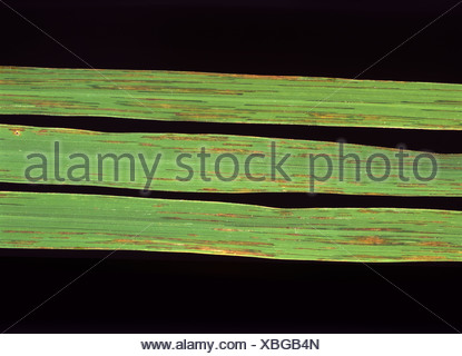 Bacterial leaf streak (Xanthomonas oryzicola) lesions on rice leaves ...