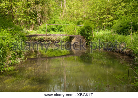The river Pang in Pangbourne, Berkshire, UK showing willow tree and ...