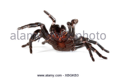 Sydney Funnel Web Spider, Atrax robustus . These spiders are renowned ...
