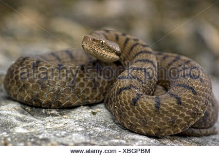 Asp Viper, vipera aspis, Adult, Venomous Snake in France Stock Photo ...