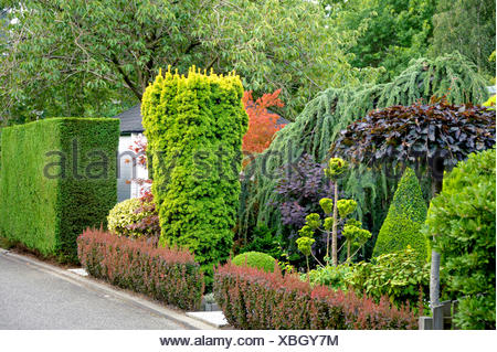 common yew (Taxus baccata 'Fastigiata Aurea', Taxus baccata Stock Photo ...
