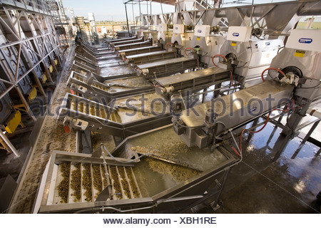 Pistachio processing facility; the freshly harvested nuts are washed ...