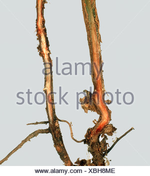 Pea crop damage caused by foot rot Fusarium solani f sp pisi Stock ...