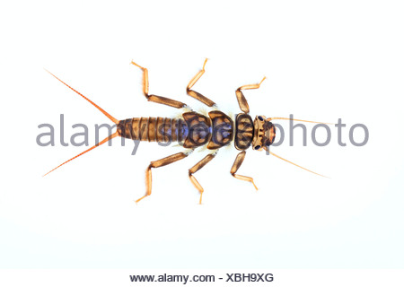 Larva of the Stonefly (Plecoptera), larva living under water Stock ...