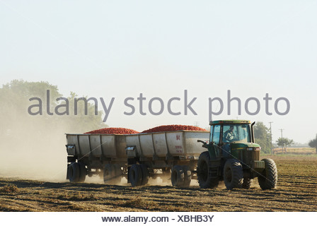 Processing tomatoes loaded into tomato trailer loading arm California ...