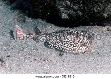 Black-spotted torpedo ray (Torpedo fuscomaculata) laying on sand, coast ...