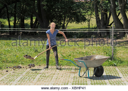 Domestic horse Woman mucking out stable Stock Photo: 86705138 - Alamy