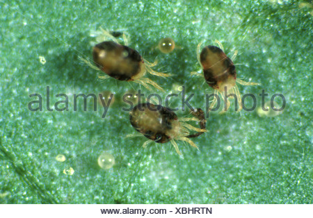 Two spotted spider mite eggs Tetranychus urticae on a plant leaf Stock ...
