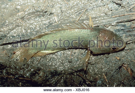 Anabas testudineus, climbing perch, climbing gourami, illustration ...