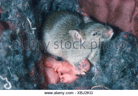 House Mice female with young at nest Mus musculus Europa Europe adult ...