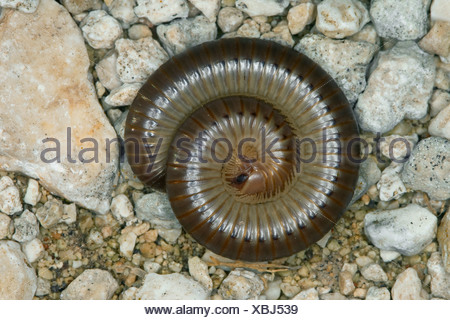 millipede, millepede, thousand-legger (Pachyiulus varius), lying on ...