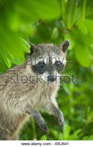 Pygmy Raccoon (Procyon pygmaeus) Critically endangered, Cozumel Stock ...