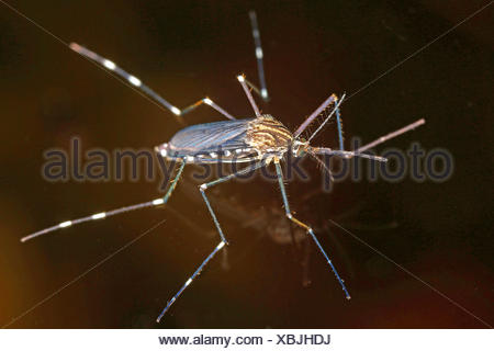Aedes japonicus invasive mosquito species to Central Europe Stock Photo ...