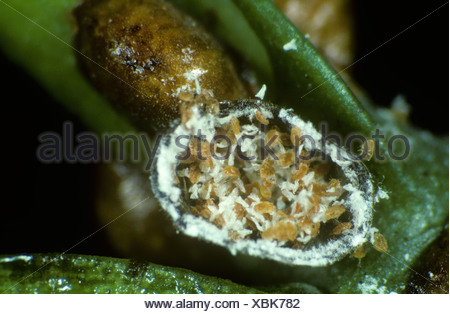 BROWN SCALE INSECT PARTHENOLECANIUM CORNI CLOSE UP OF SCALES ON Stock ...
