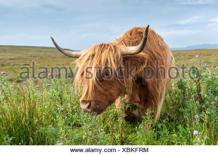 Scottish cattle grazing on a farm in the highlands. Bos taurus cows ...