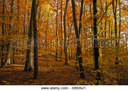 4 seasons beech tree Bavarian forest Bavaria Germany Europe. See Stock ...