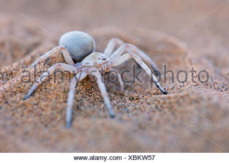 Dancing white lady spider Leucorchestris arenicola Namib Desert Stock ...