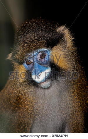Moustached Guenon or Moustached Monkey (Cercopithecus cephus Stock ...