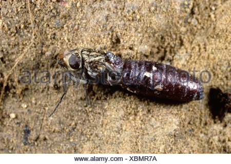 Adult cabbage root fly (Delia radicum) adult fly and serious pest of ...