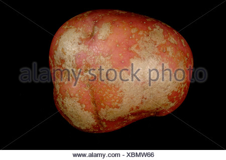 Silver scurf (Helminthosporium solani) infection on a potato tuber ...