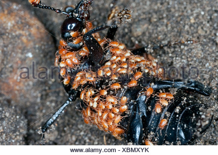 Black burying beetle (Necrophorus humator, Nicrophorus humator Stock ...