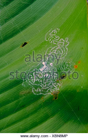 White insect, Female Sap sucking Mealy bug Stock Photo: 103110890 - Alamy