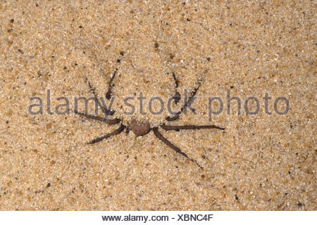 Sand Spider, Sicarius terrosus, Sequence 1 of burying in sand, also ...