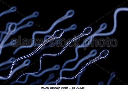 A group of sperm cells swimming in the fallopian tube Stock Photo - Alamy