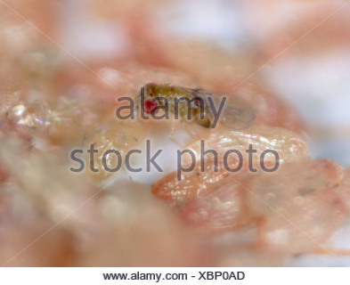 Parasitoid wasp Trichogramma sp with angoumois grain moth egg Stock ...