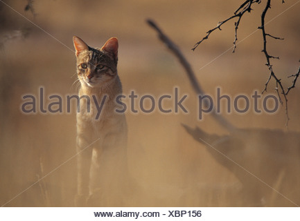 african wildcat, desert cat, felis silvestris lybica Stock Photo ...