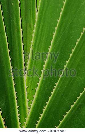 screwpine pandan pandanus tectorius spine spines palm tree tree trees ...
