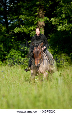 Woman riding a Belgian Draft horse Stock Photo: 60237604 - Alamy