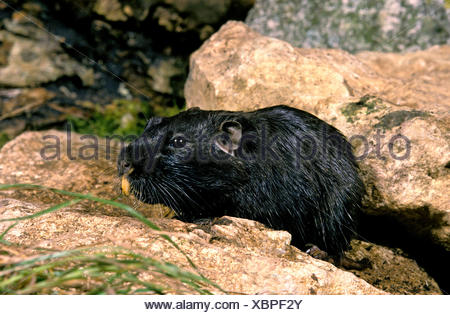 Coruro on a rock, Spalacopus cyanus Stock Photo: 146552648 - Alamy